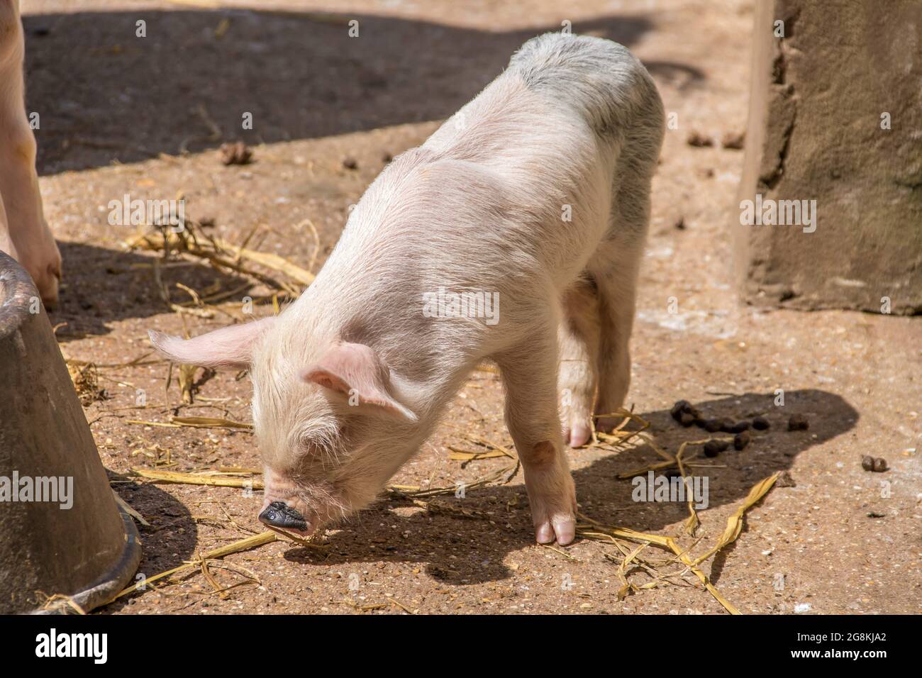cute piglet with his shadow in the farmyard Stock Photo - Alamy