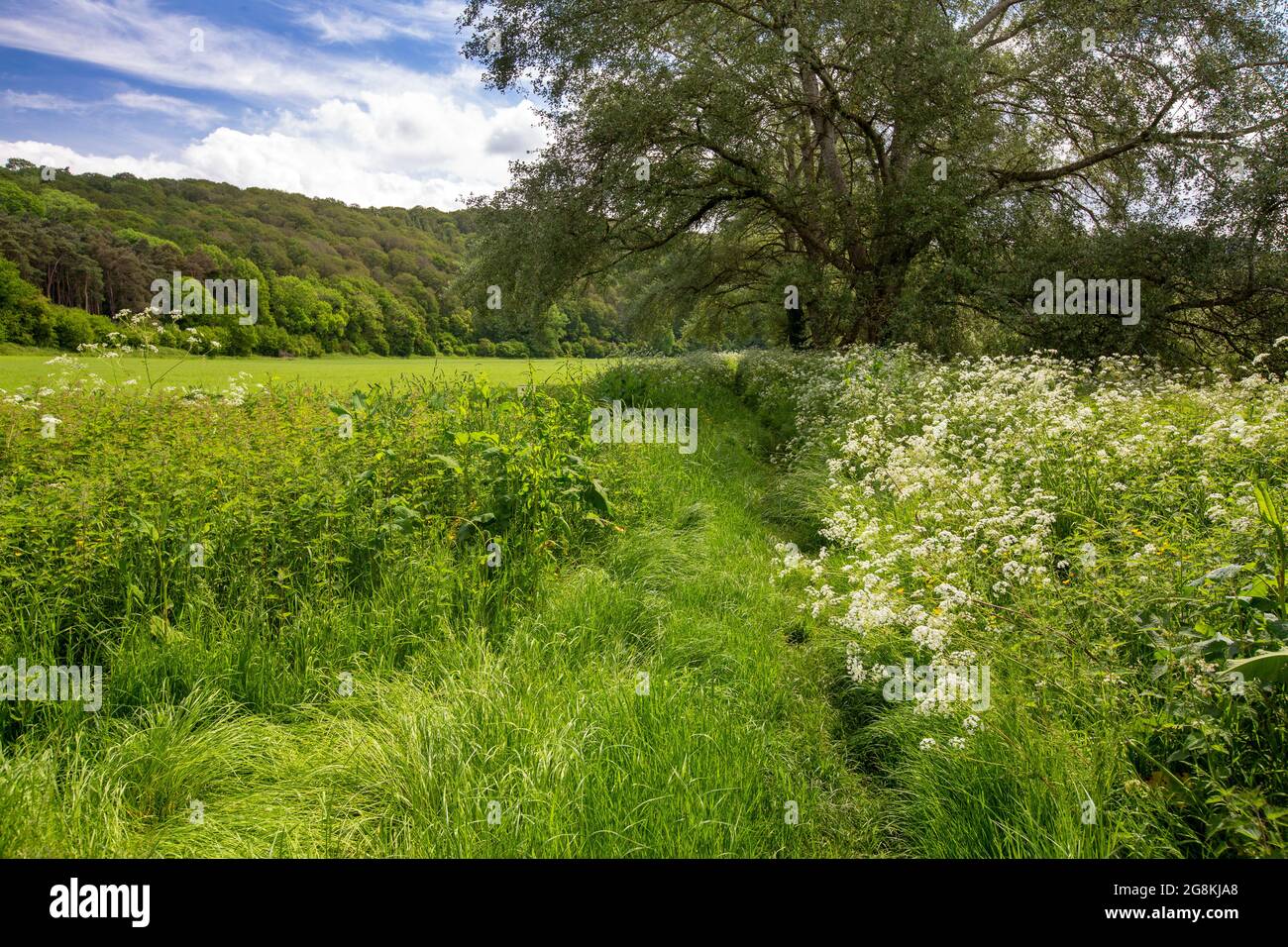 Footpath along the river wye hi-res stock photography and images - Alamy