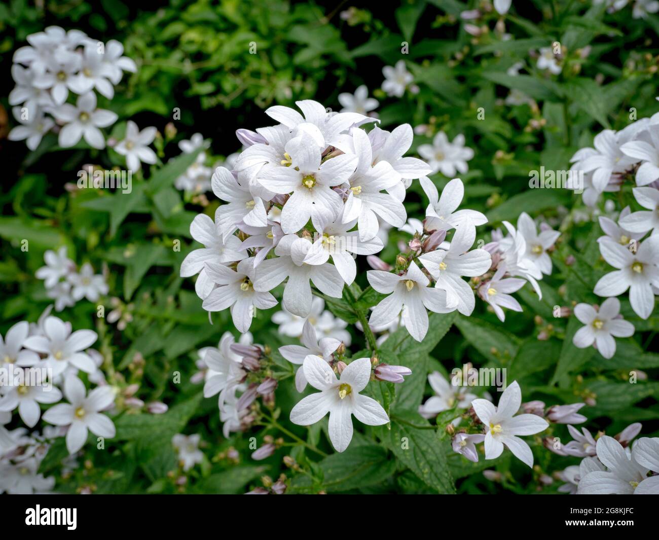 Pretty milky bellflower flowers, Campanula lactiflora Alba Stock Photo ...