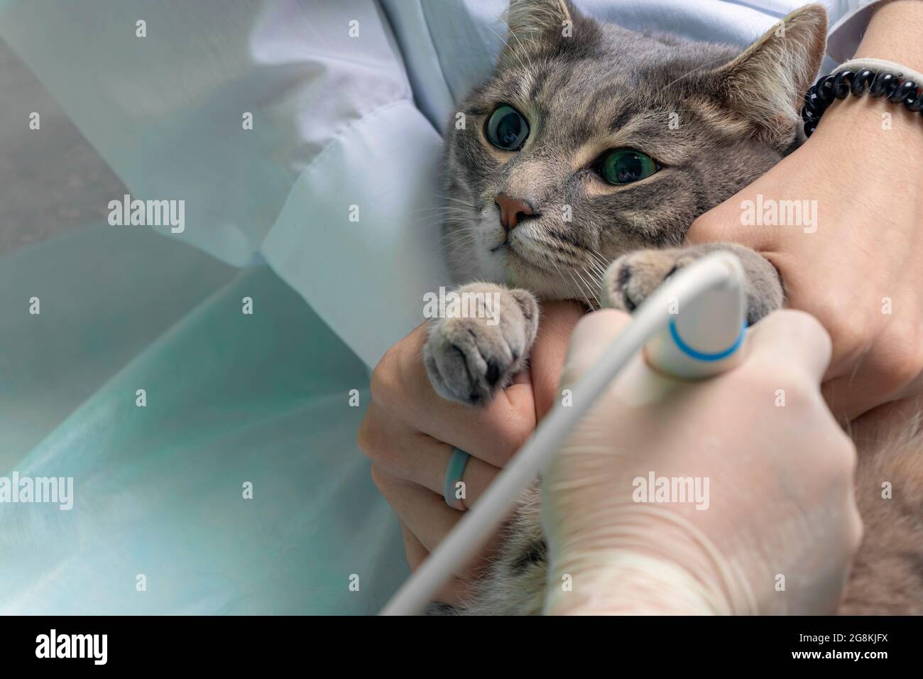 Reception at the veterinary clinic. Close up veterinarian makes an ...