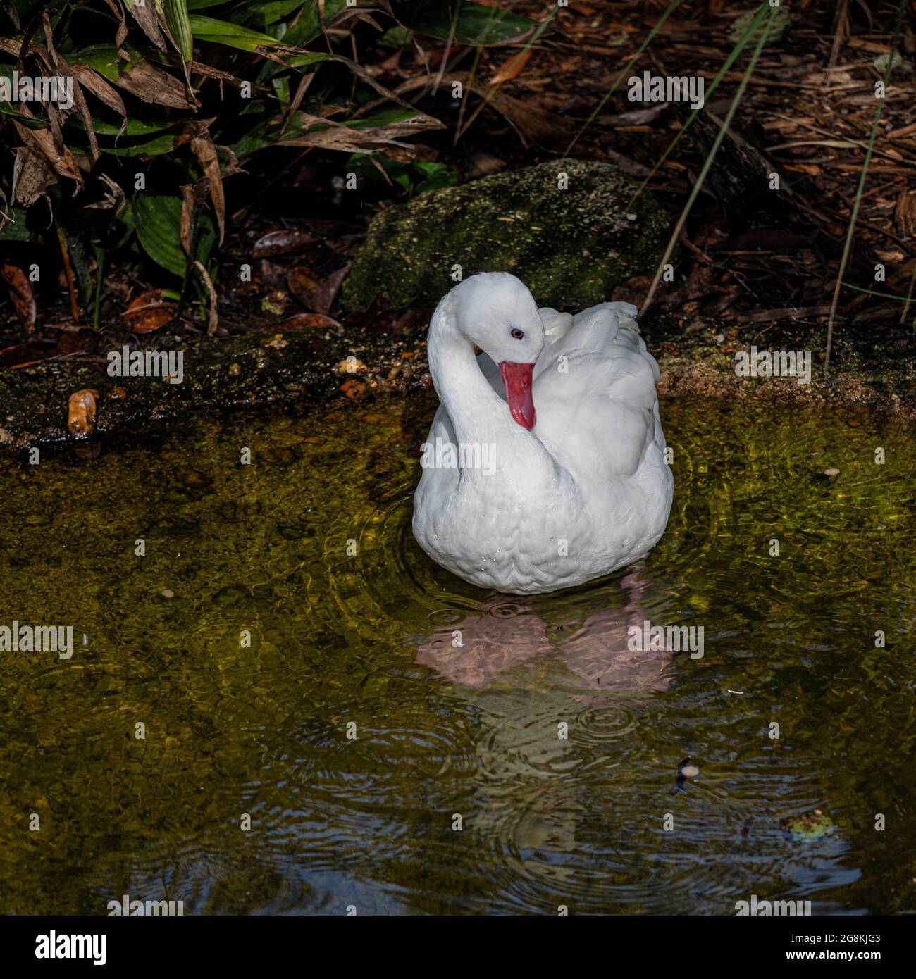 Swan reflecting on water hi-res stock photography and images - Alamy