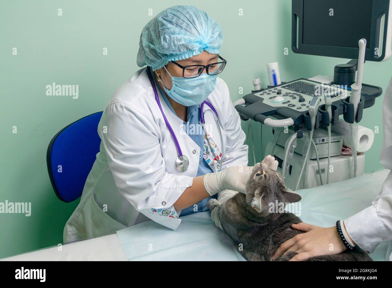 The veterinarian examines the cat's teeth on the medical table. Reception at the veterinary ...