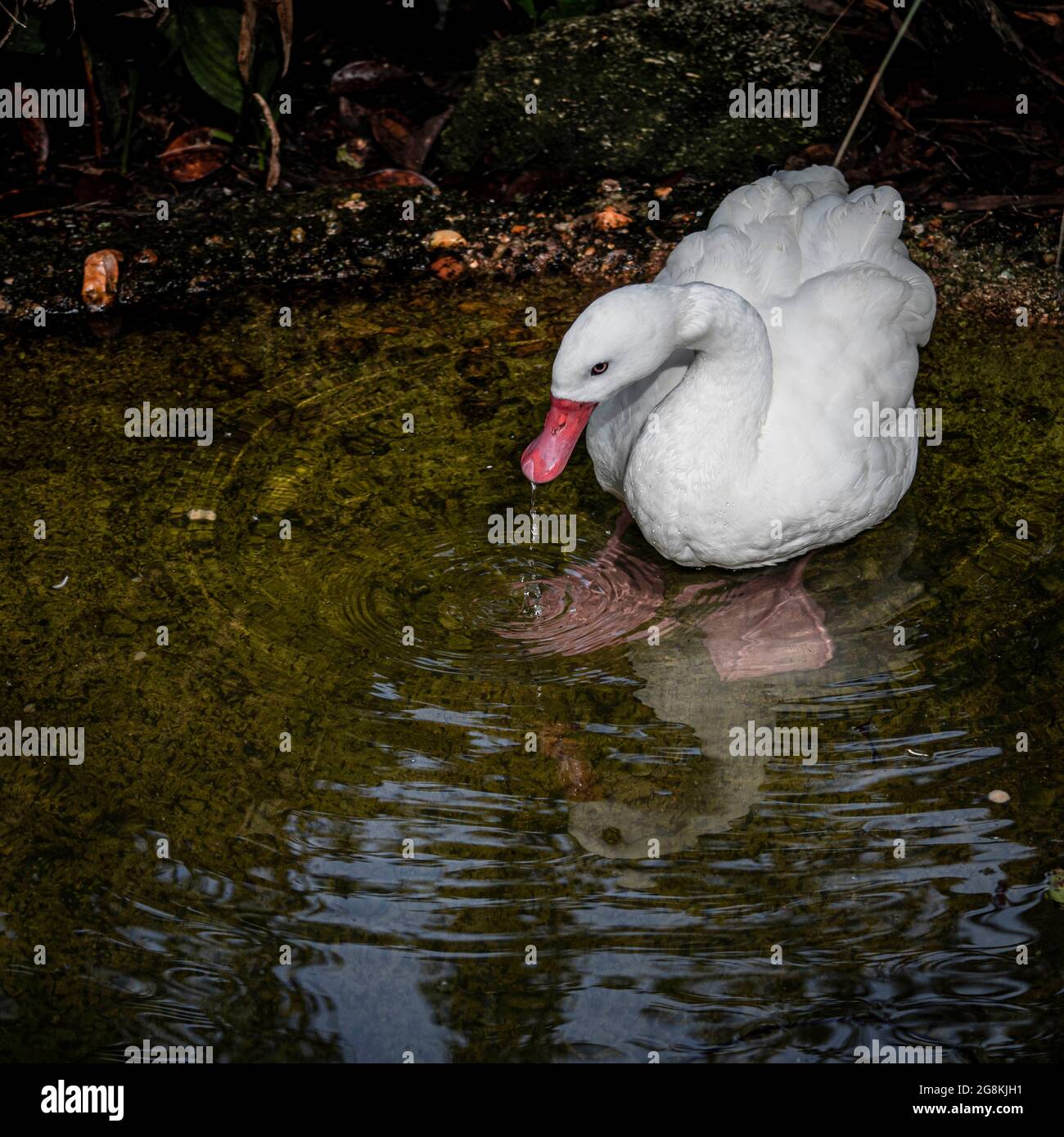 Driipping hi-res stock photography and images - Alamy