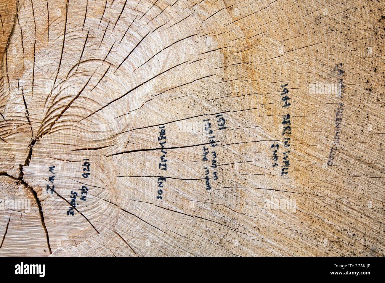 Growth rings with a dated timeline in a chopped down tree near Fawley ...