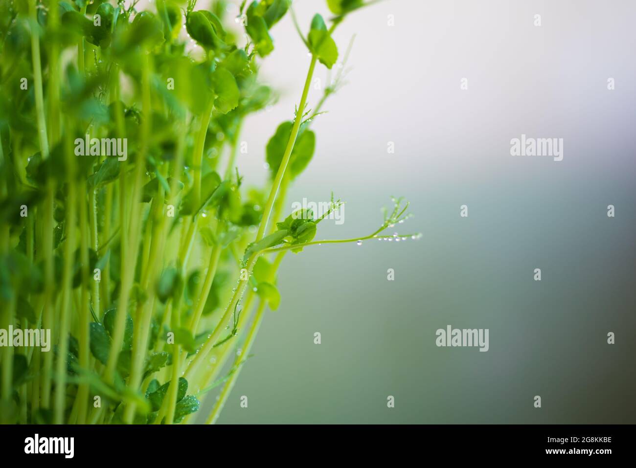 Pea microgreen sprouts close up. Raw sprouts, microgreens, healthy food ...