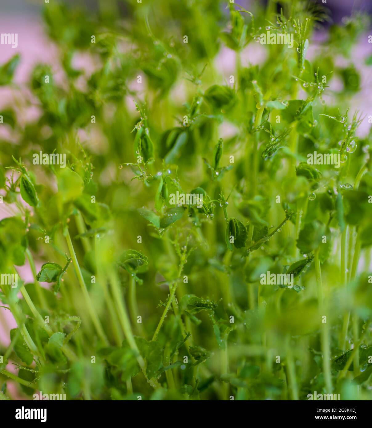 Pea microgreen sprouts with water drops, close up. Raw sprouts ...
