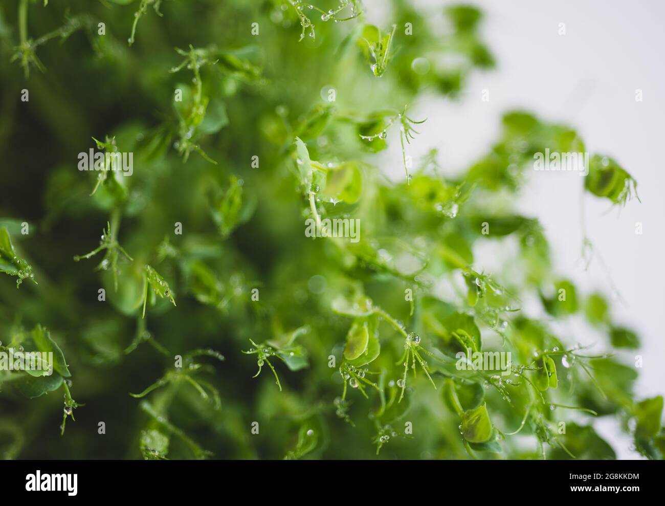 Pea microgreen sprouts with water drops, close up. Raw sprouts ...