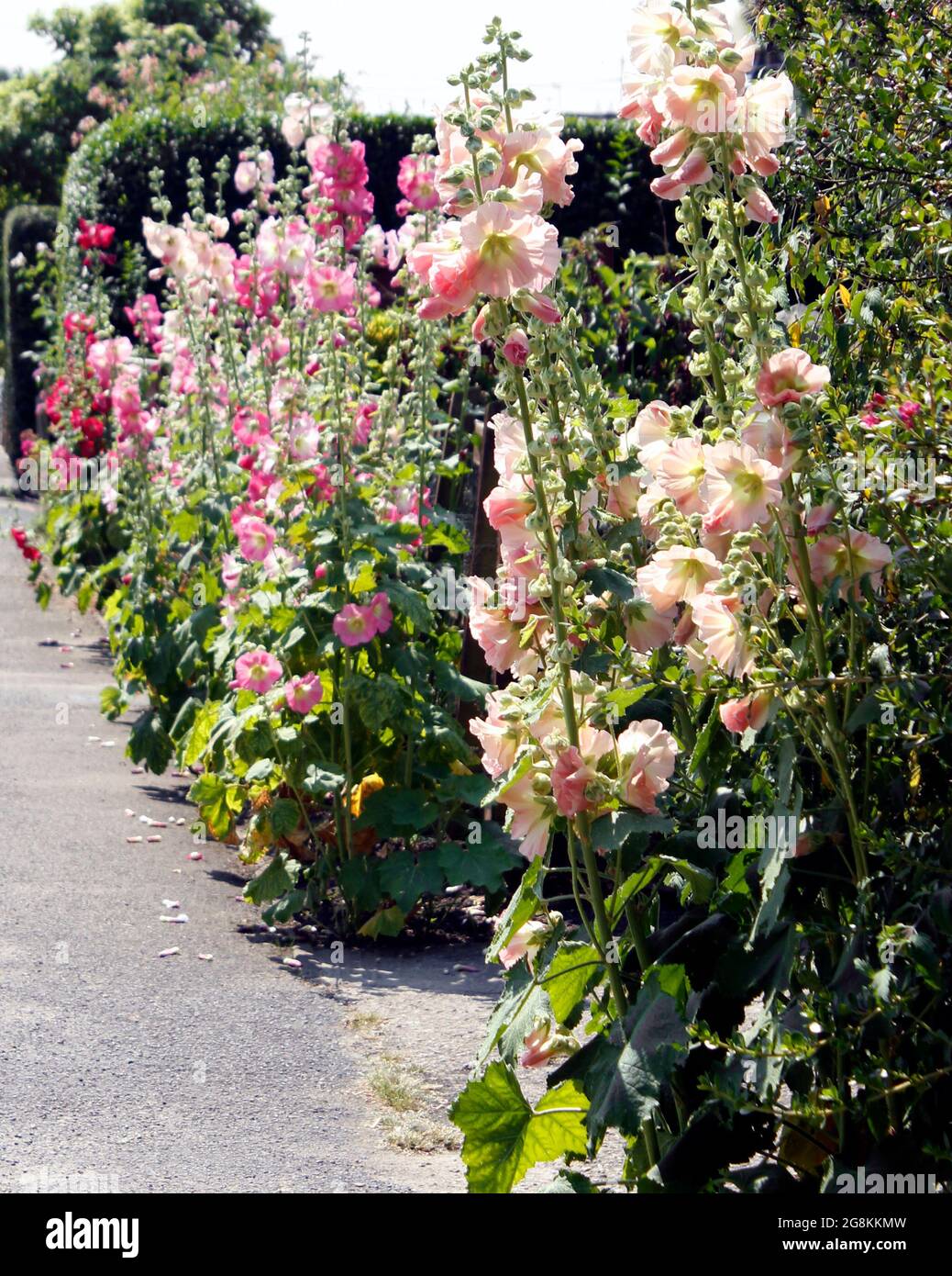 Eye catching huge funnel shaped blossoms on common Hollyhock (Alcea ...