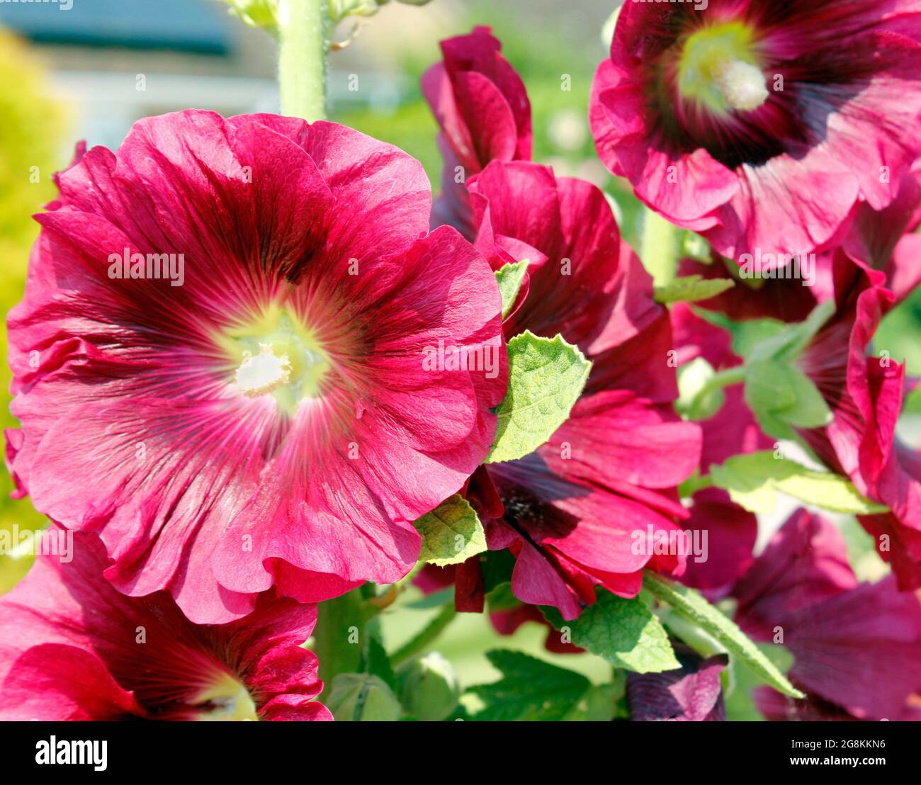 Eye catching huge funnel shaped blossoms on common Hollyhock (Alcea ...