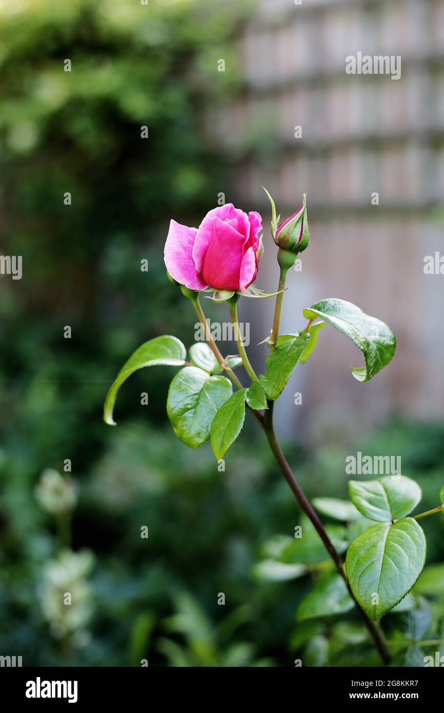 A single pink rose in the foreground of an English garden with the ...