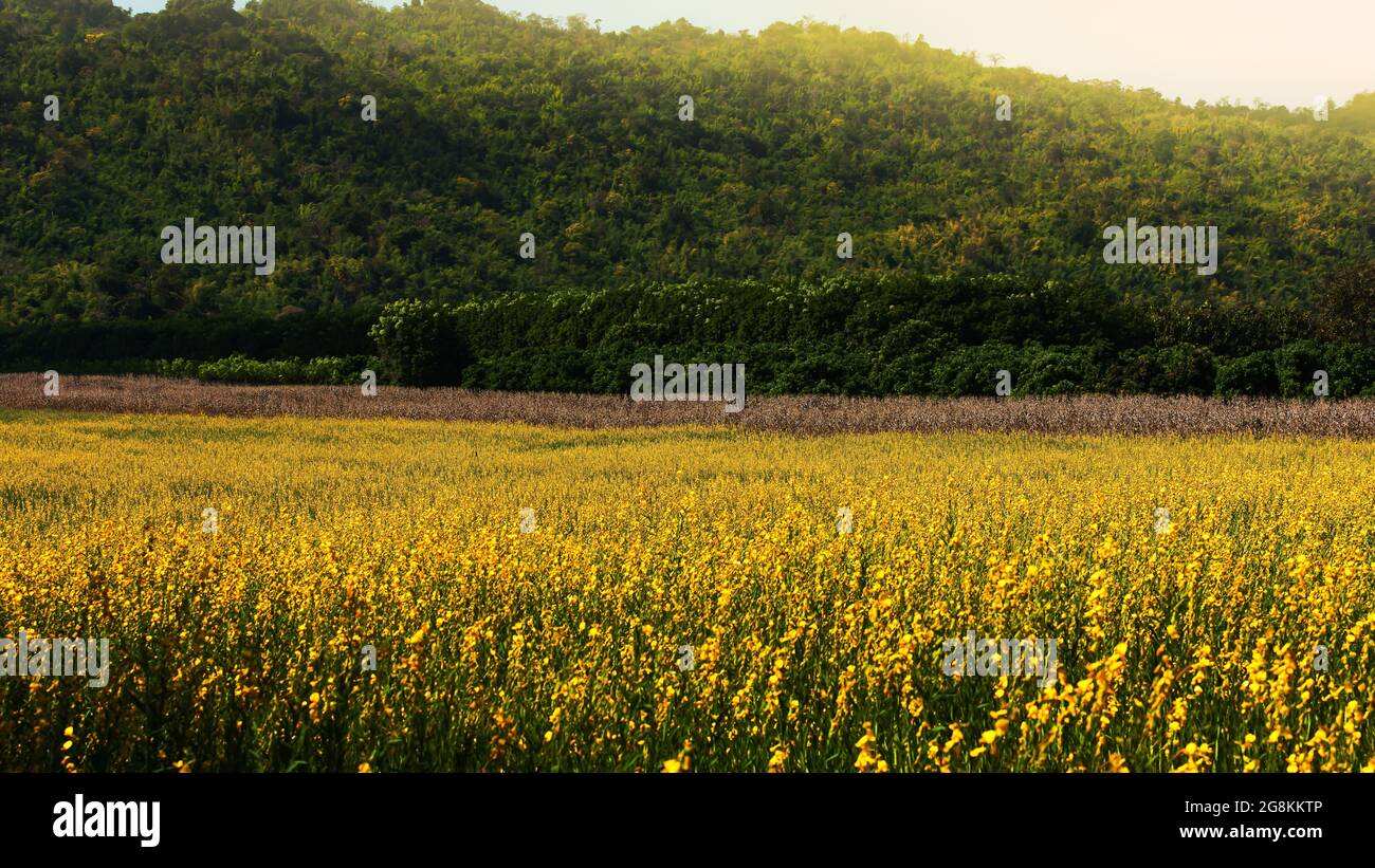 Hemp flowers hi-res stock photography and images - Alamy