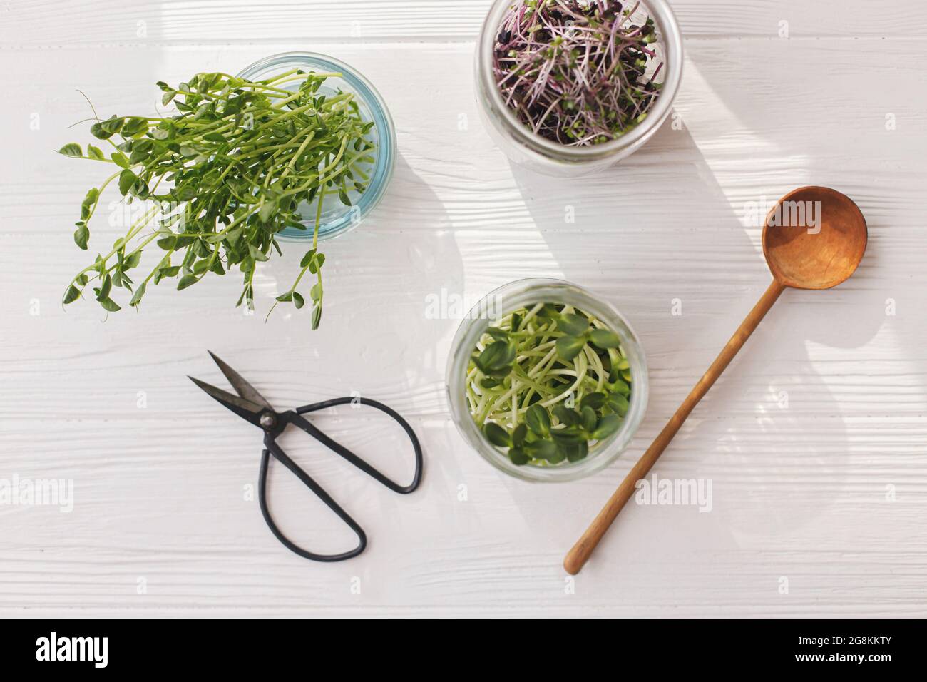 Glass jars with fresh red cabbage, red radish, sunflowers, green peas ...