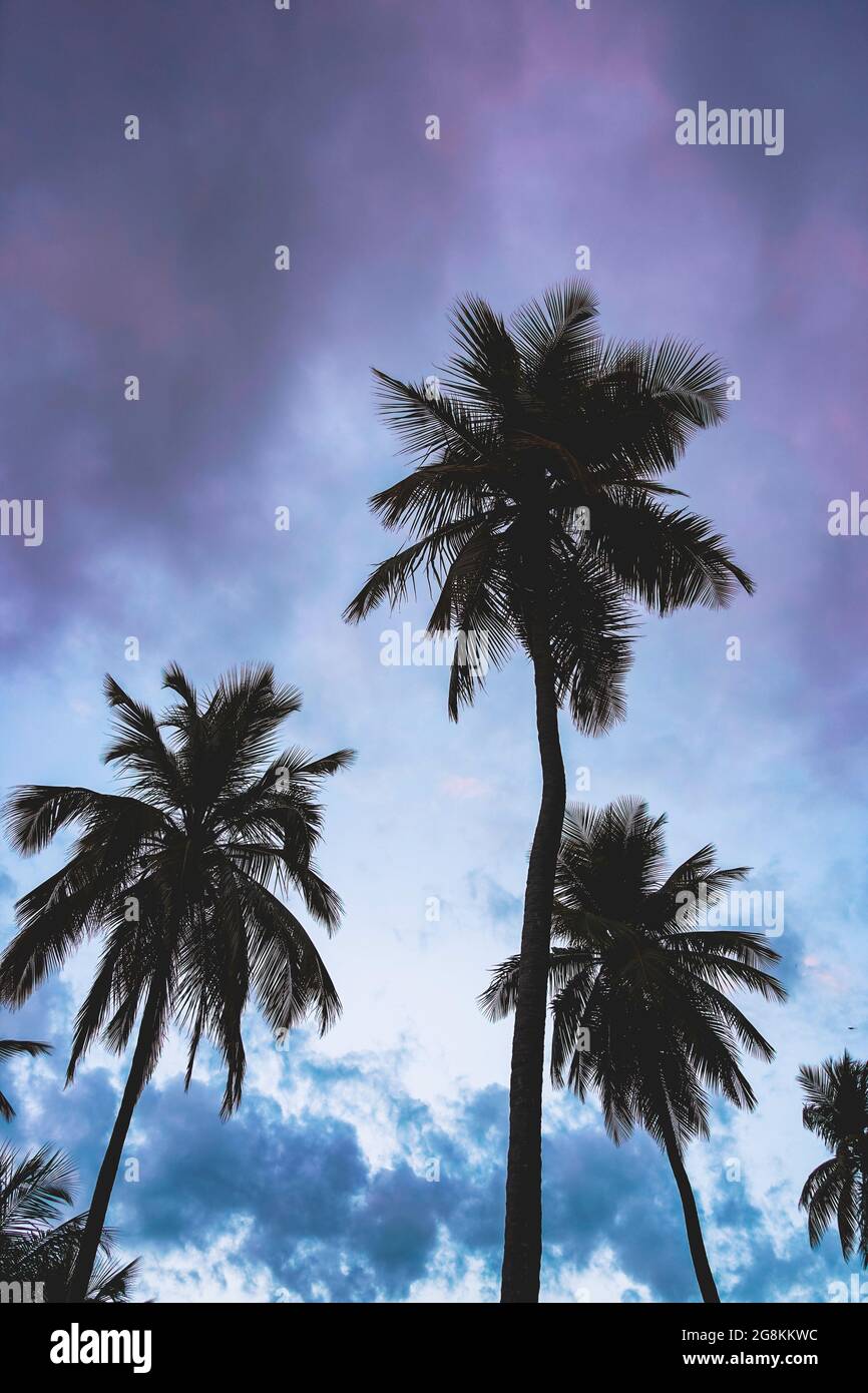 Details More Than 70 Palm Trees Aesthetic Wallpaper Incdgdbentre