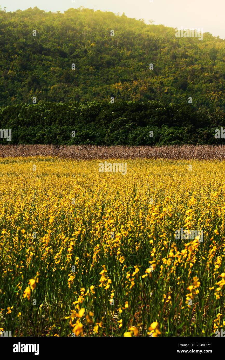 Hemp flowers hi-res stock photography and images - Alamy