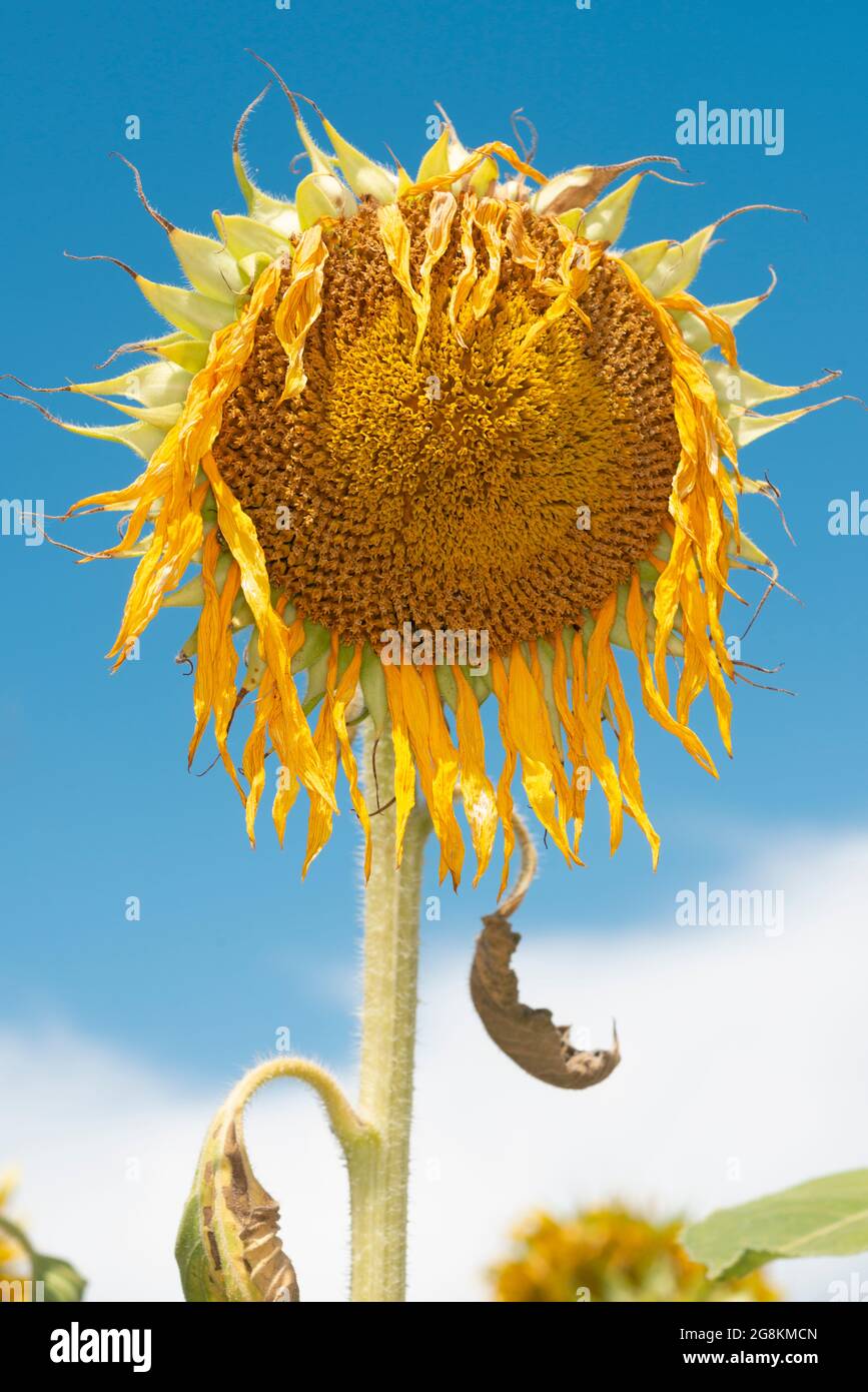 Dead sunflower hi-res stock photography and images - Alamy