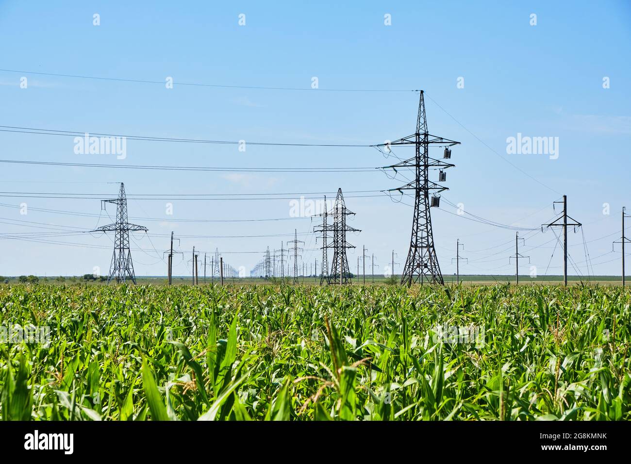 Corn field background of power lines Stock Photo - Alamy