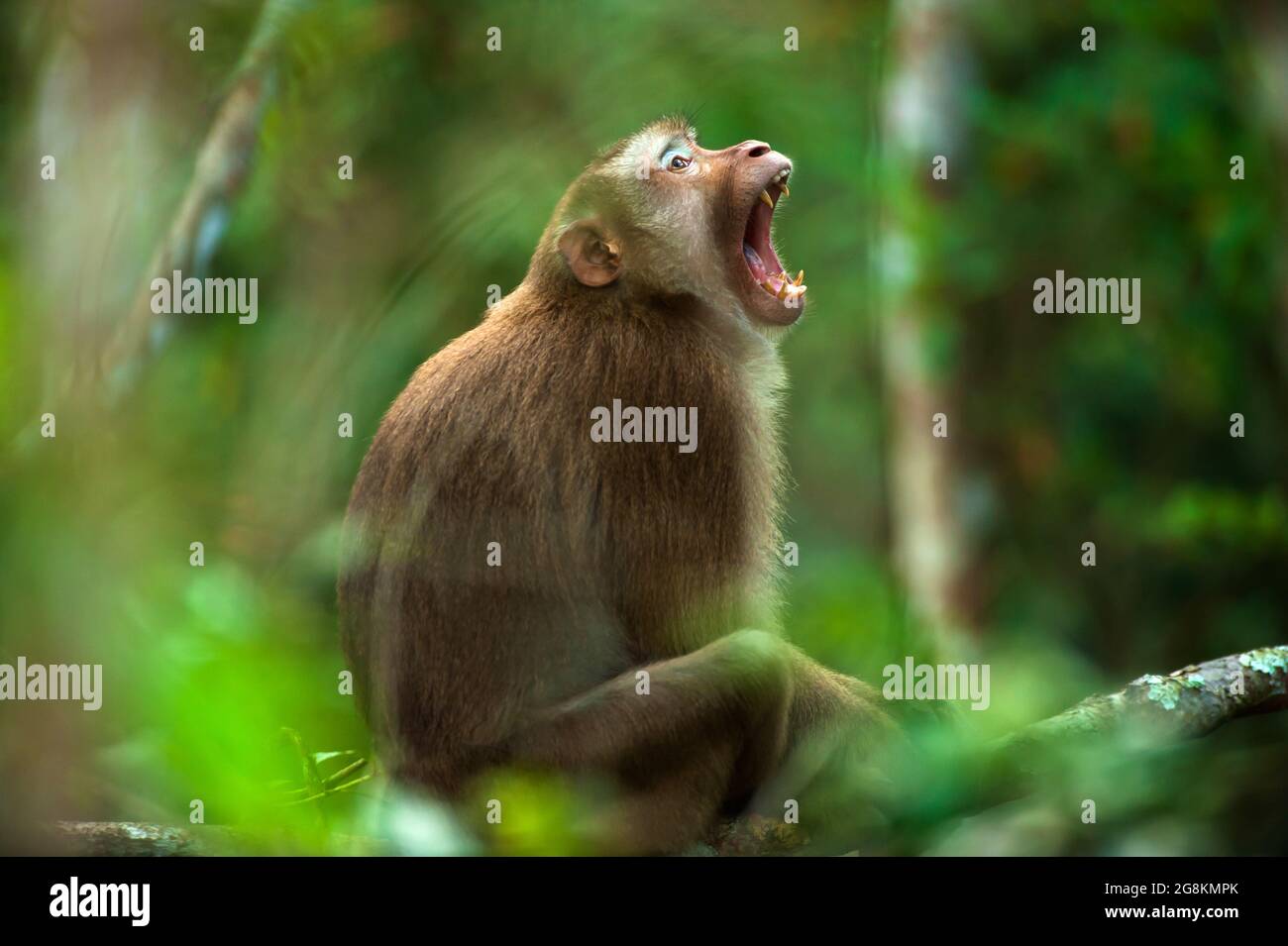 Northern pig-tailed macaque yawning on the tree branches. Khaoyai ...