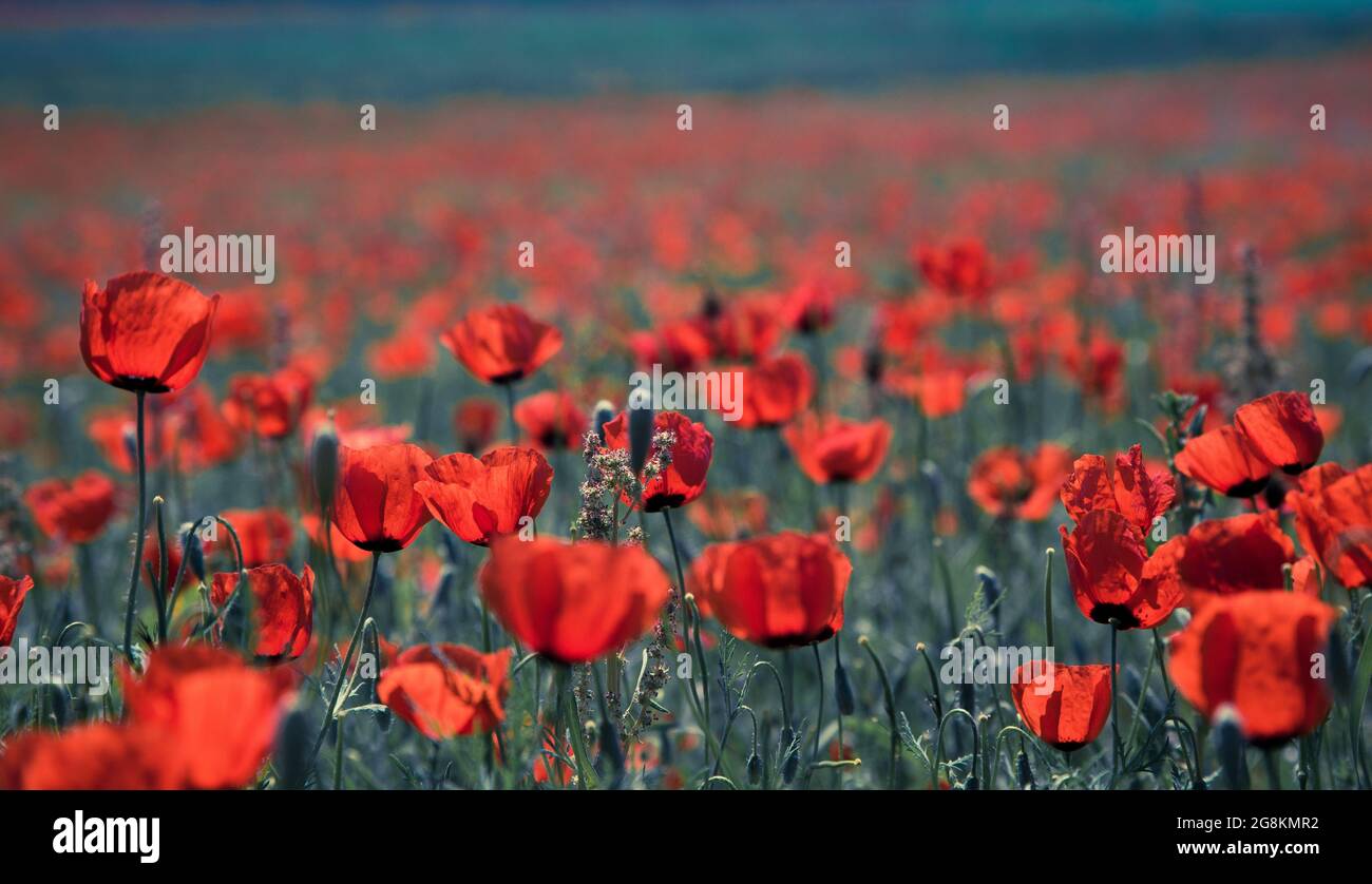 Poppies field. A beautiful field of blooming poppies Stock Photo - Alamy