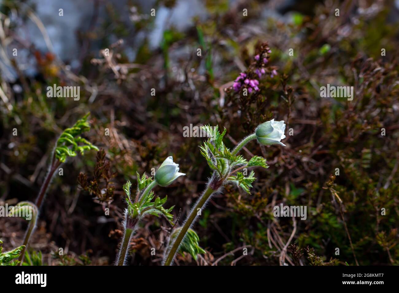 Pulsatilla alpina flower growing in forest, close up shoot Stock Photo ...