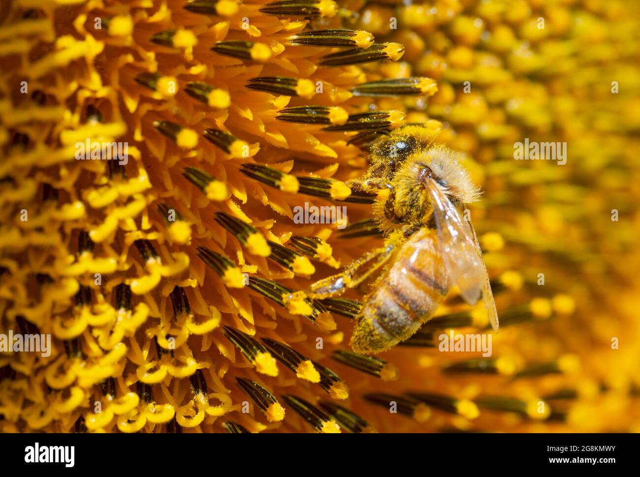 Bee Gathering Pollen on Sunflower Stock Photo - Alamy