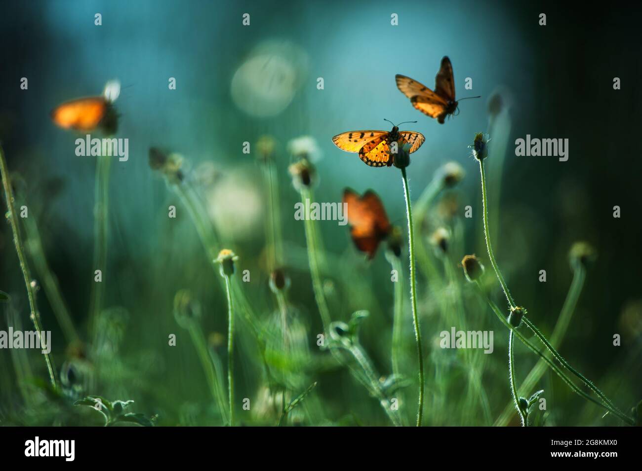 Swarm Of Butterflies In Nature