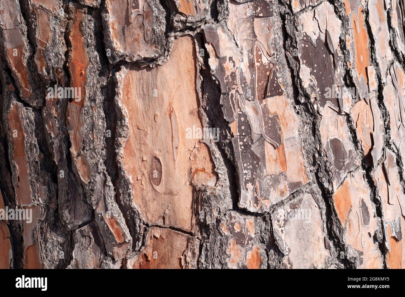 Stone pine bark umbrella pine hi-res stock photography and images - Alamy