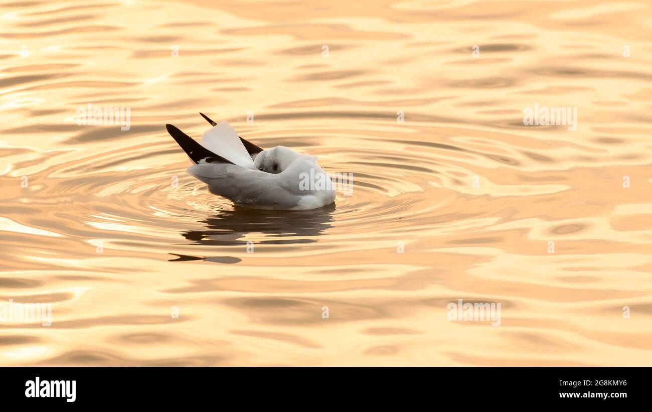 A seagull sleeping while floating in a sea at sunset. Bird migration ...