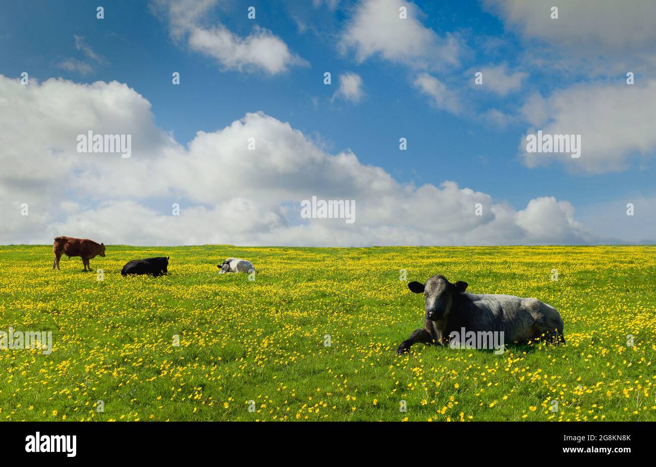 Cows at peace in open pasture and abundance of wild buttercups under ...
