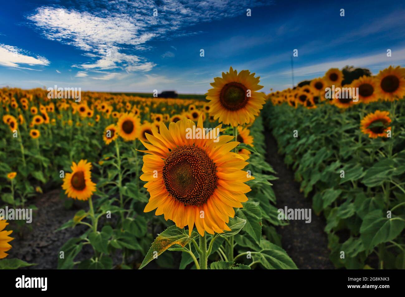 Rows Of Sunflowers High Resolution Stock Photography and Images - Alamy