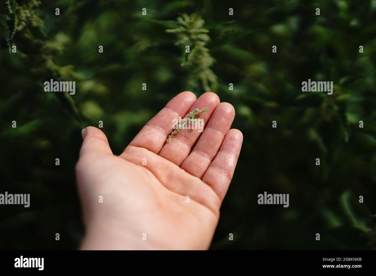 Nettle seed hi-res stock photography and images - Alamy