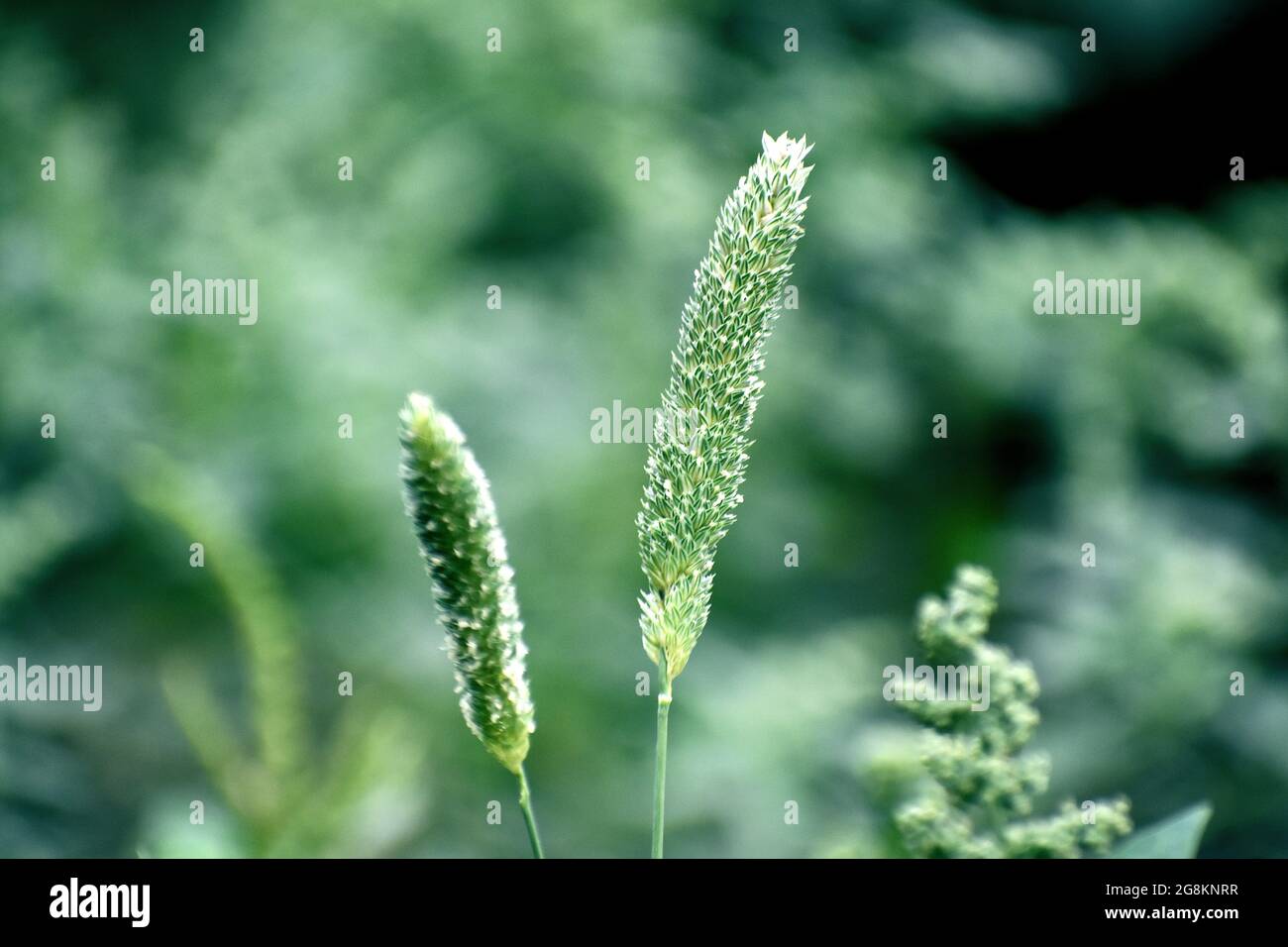 Timothy leaf hi-res stock photography and images - Alamy