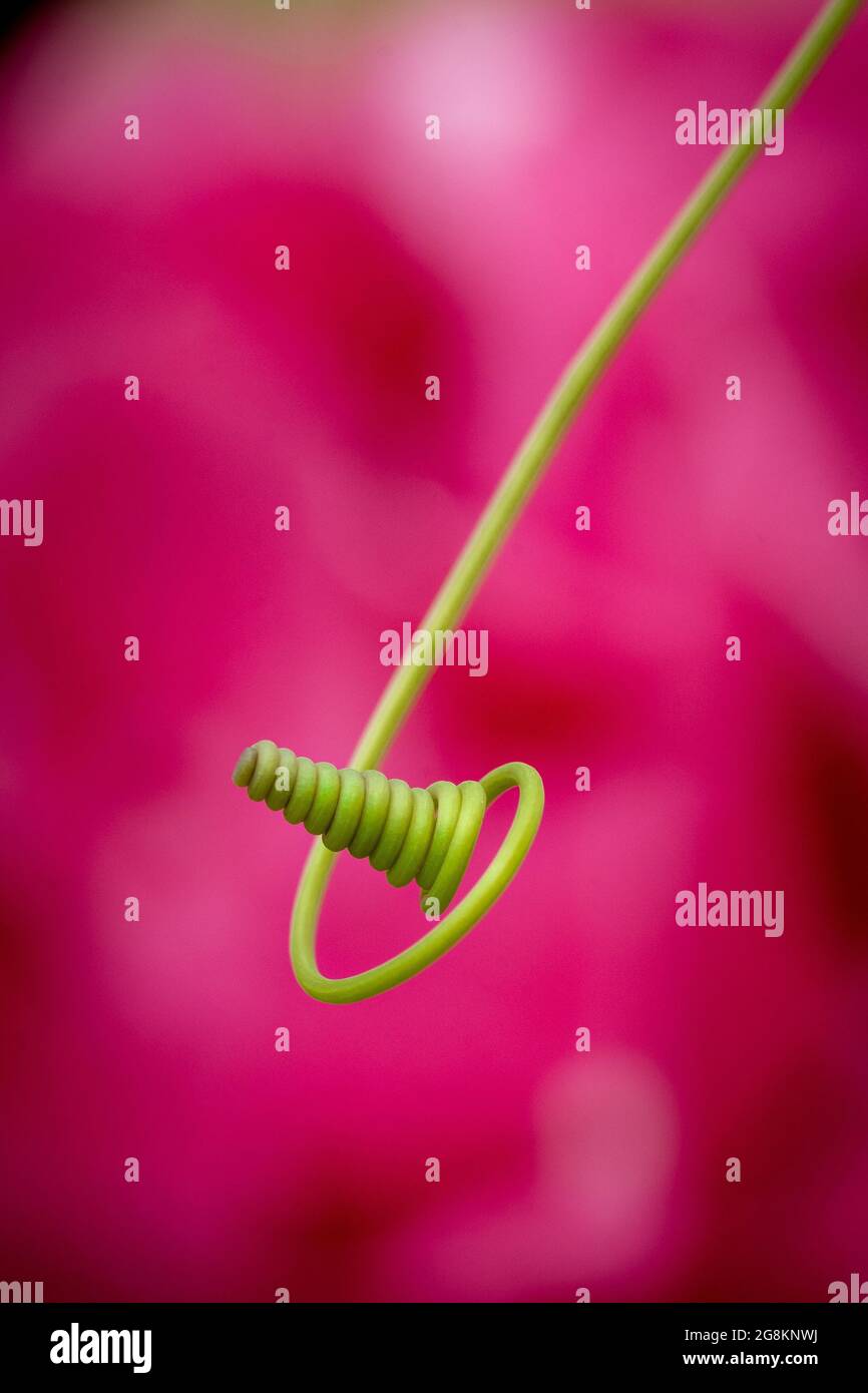 Vertical selective focus shot of a green flower stem spun into a cone ...