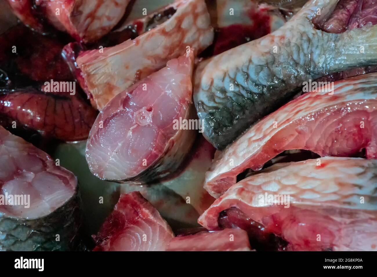 Tenualosa ilisha, ilish, ilisha, hilsa is a very popular food fish in ...