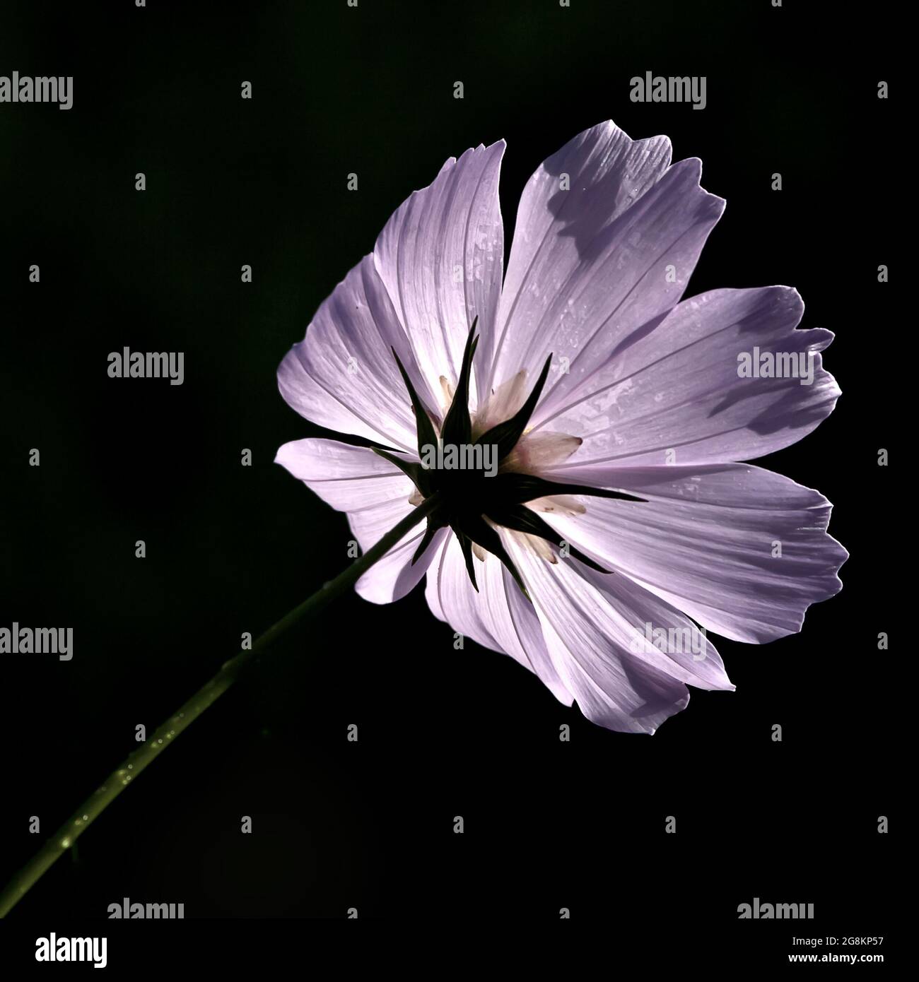 Beautiful cosmea flower in the black background Stock Photo - Alamy