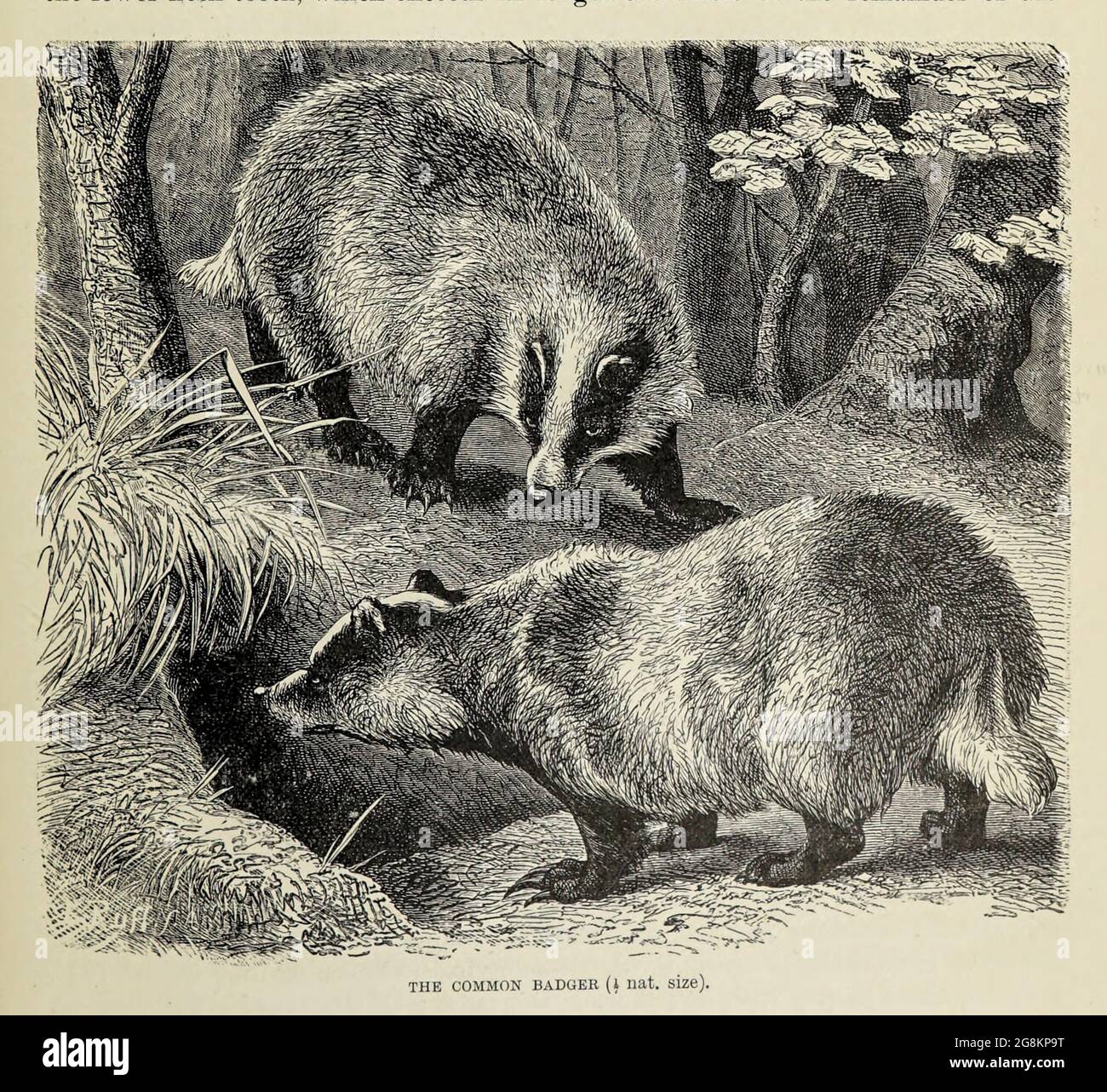Badger and london hi-res stock photography and images - Alamy