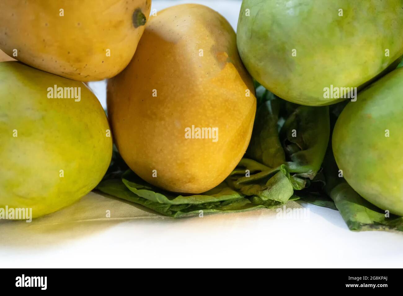 Mangoes, juicy stone fruits, from numerous species of tropical trees ...