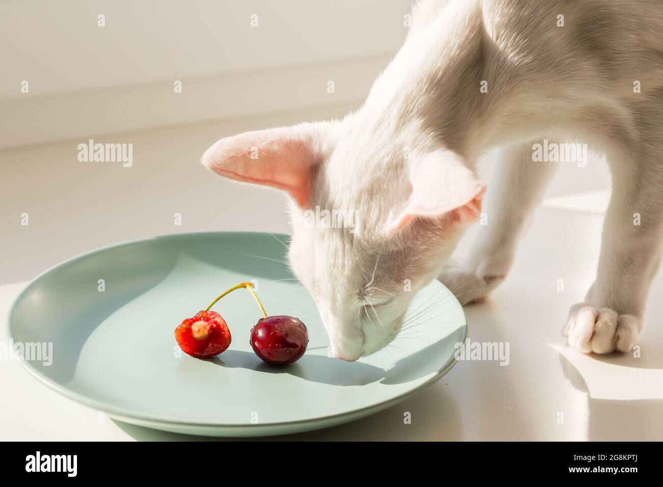 White cat eating red ripe sweet cherry on the green plate Stock Photo ...