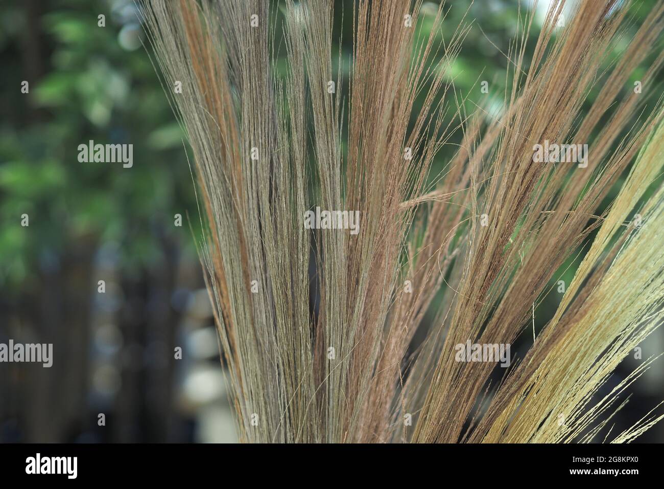 Beautiful natural broom on a green background. High quality photo Stock ...
