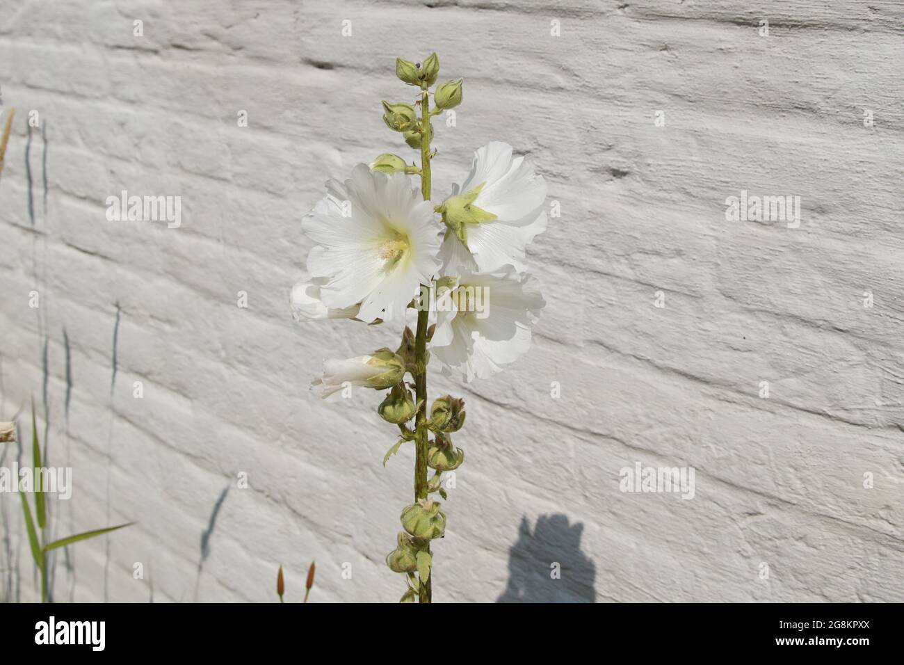 Flowers of a white Common hollyhock (Alcea rosea), family Malvaceae ...