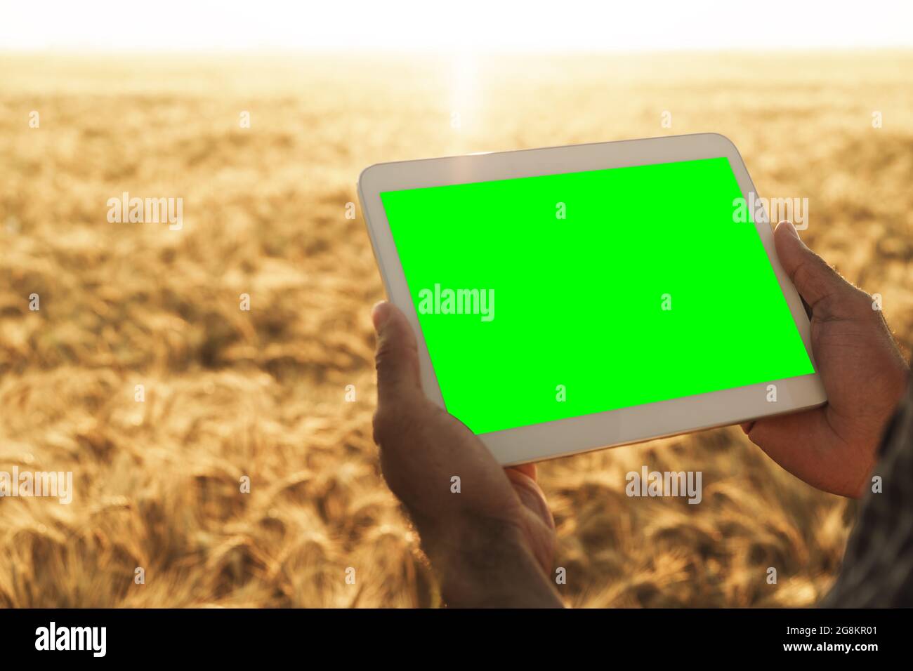 Close up of farmer's hands holding tablet with green screen in wheat ...