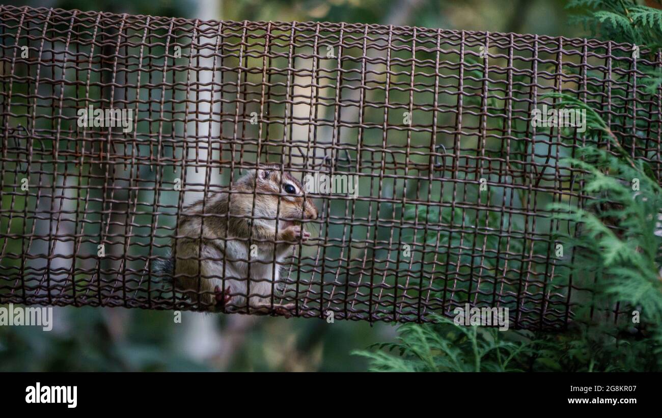 SEOUL, KOREA, SOUTH - May 01, 2015: A cute little chipmunk in a cage ...