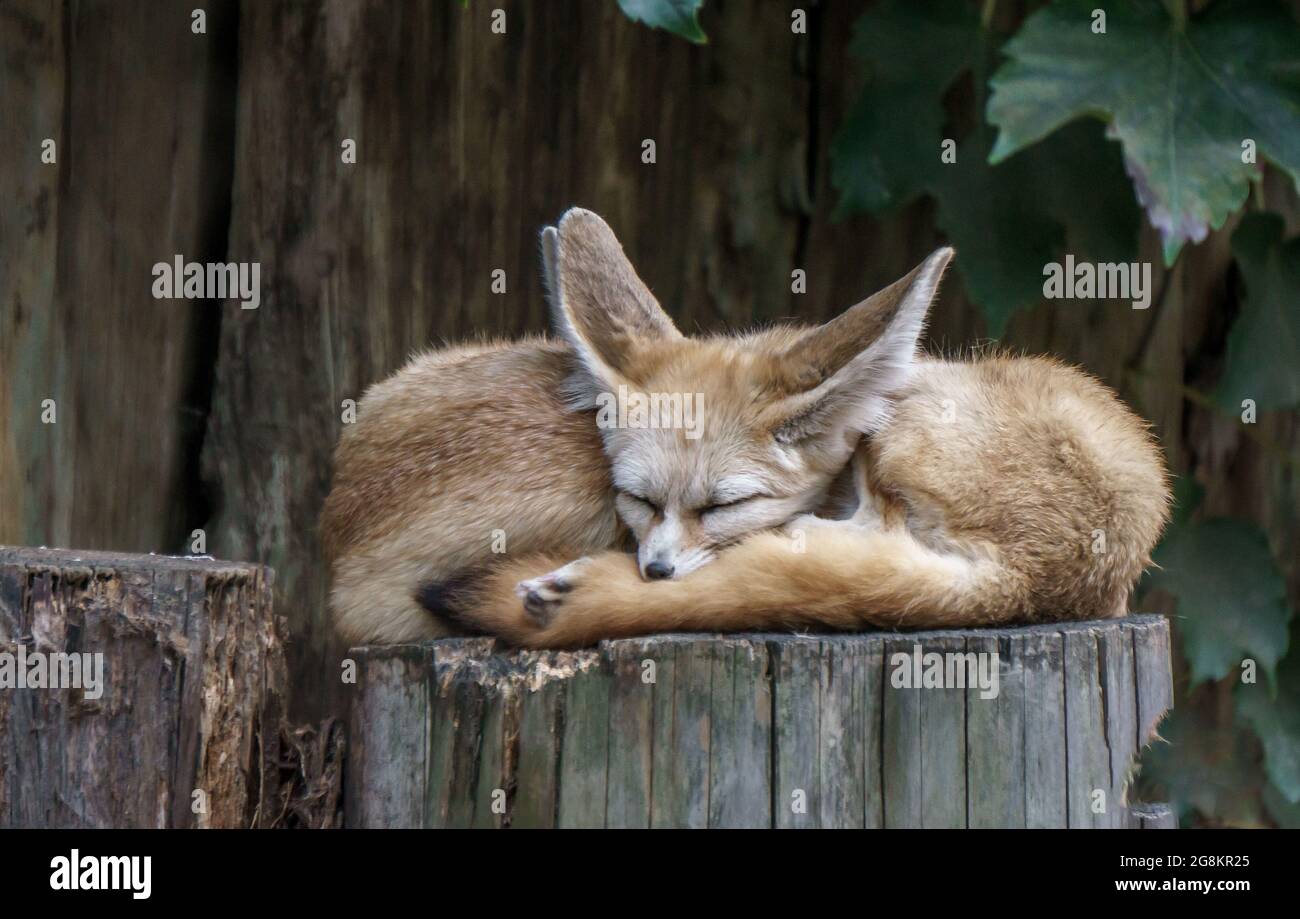 Everland south korea zoo hi-res stock photography and images - Alamy