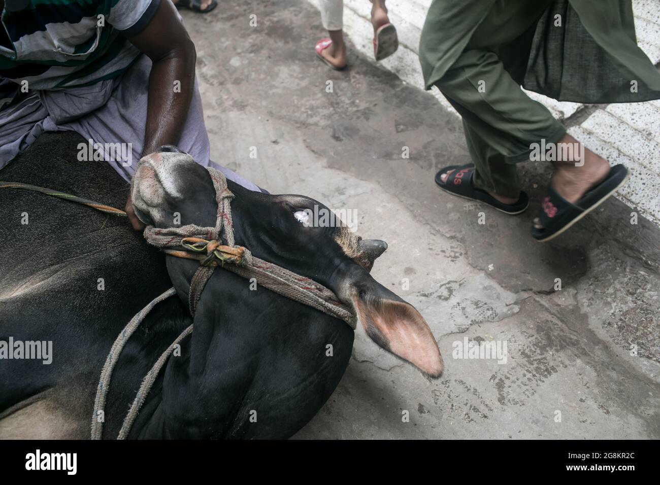 Muslims prepare to slaughter a sacrificial animal during the Muslim ...