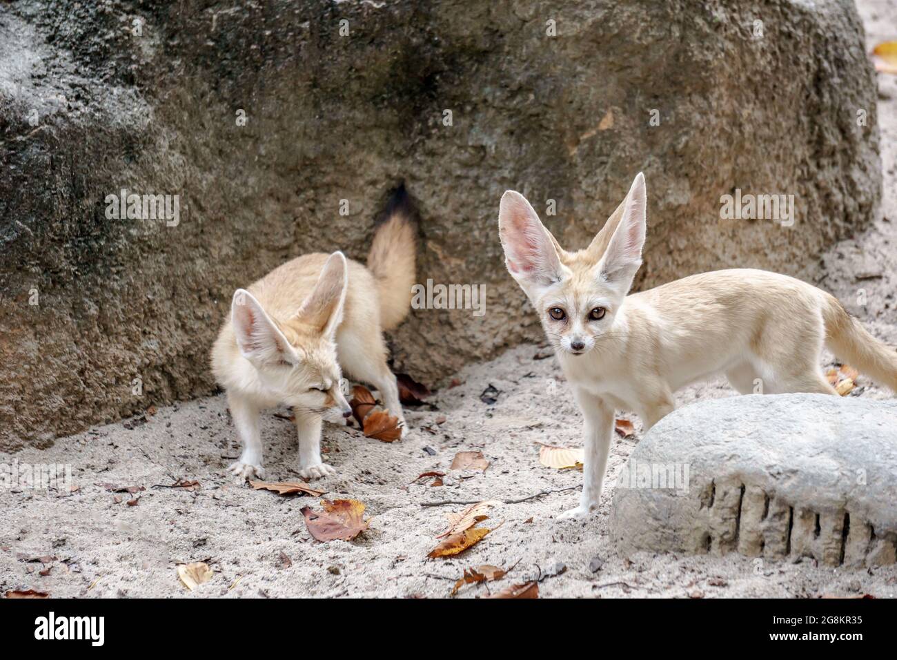 SEOUL, KOREA, SOUTH - May 01, 2015: A group of exotic Fennec Foxes ...