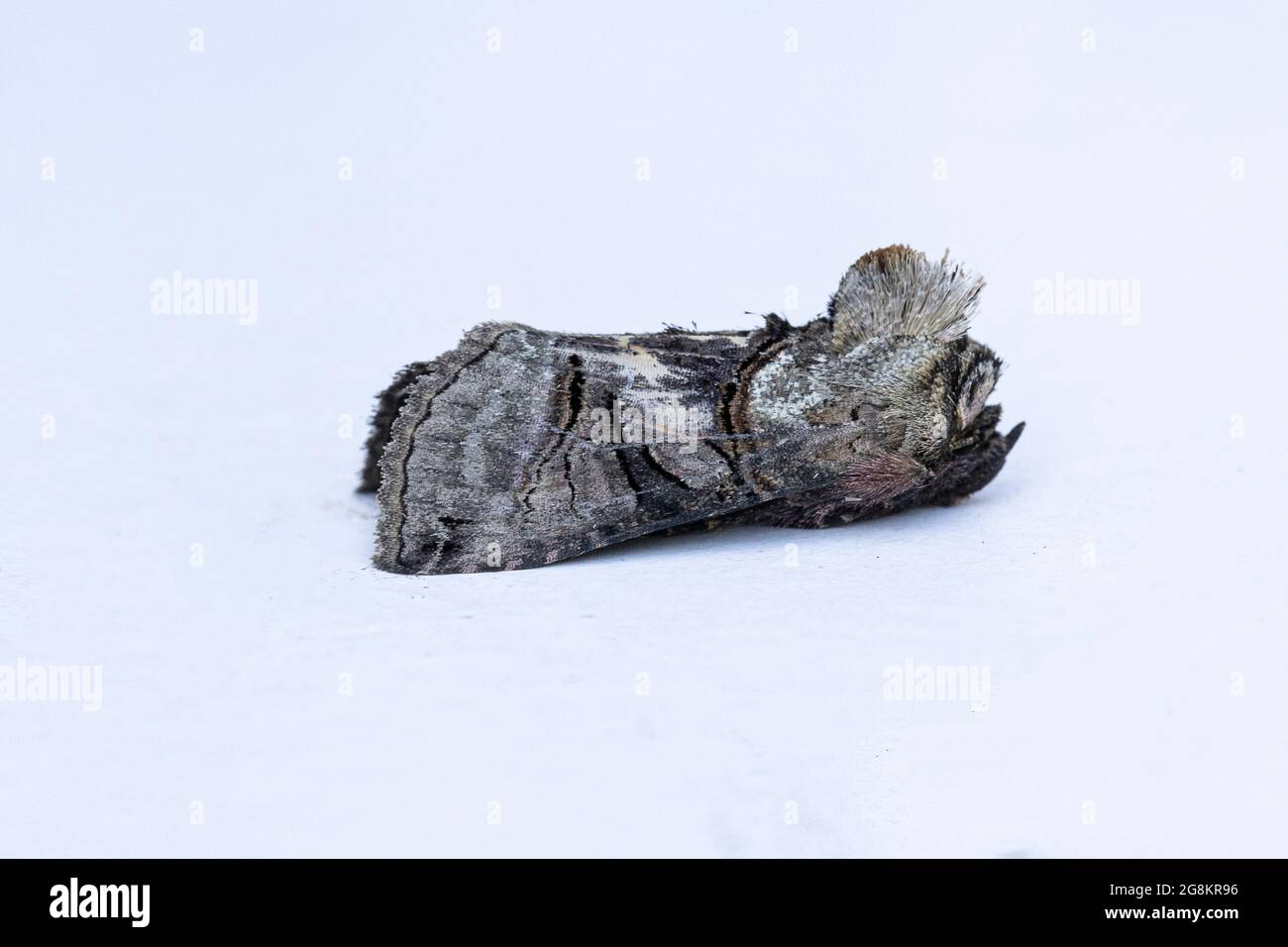 Insects attracted to light hi-res stock photography and images - Alamy