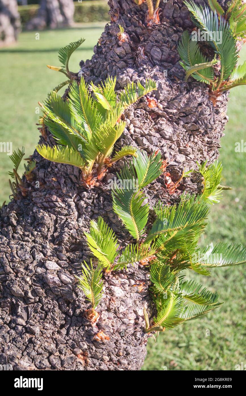 Palm tree bud hi-res stock photography and images - Alamy