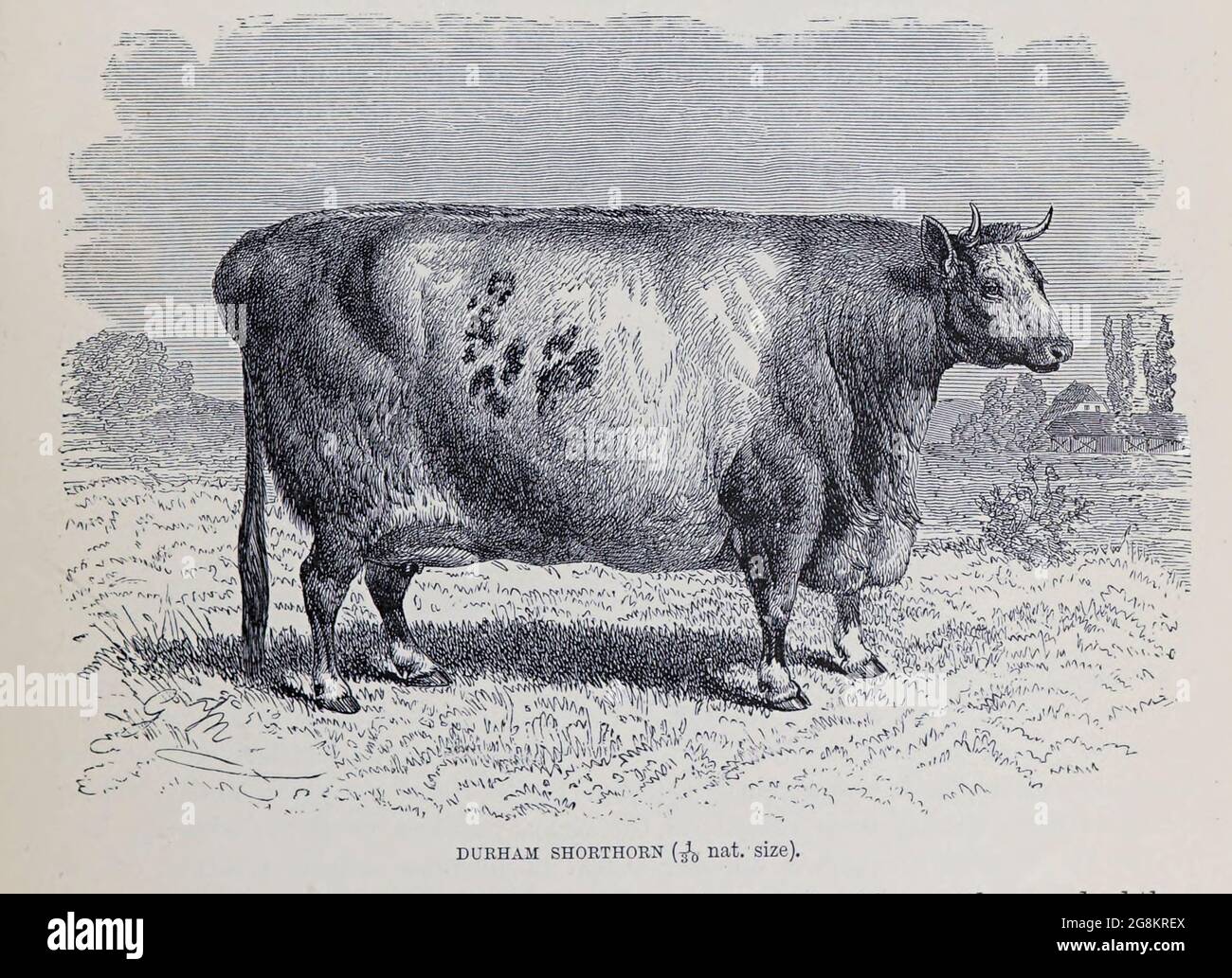 Durham shorthorn cattle hi-res stock photography and images - Alamy