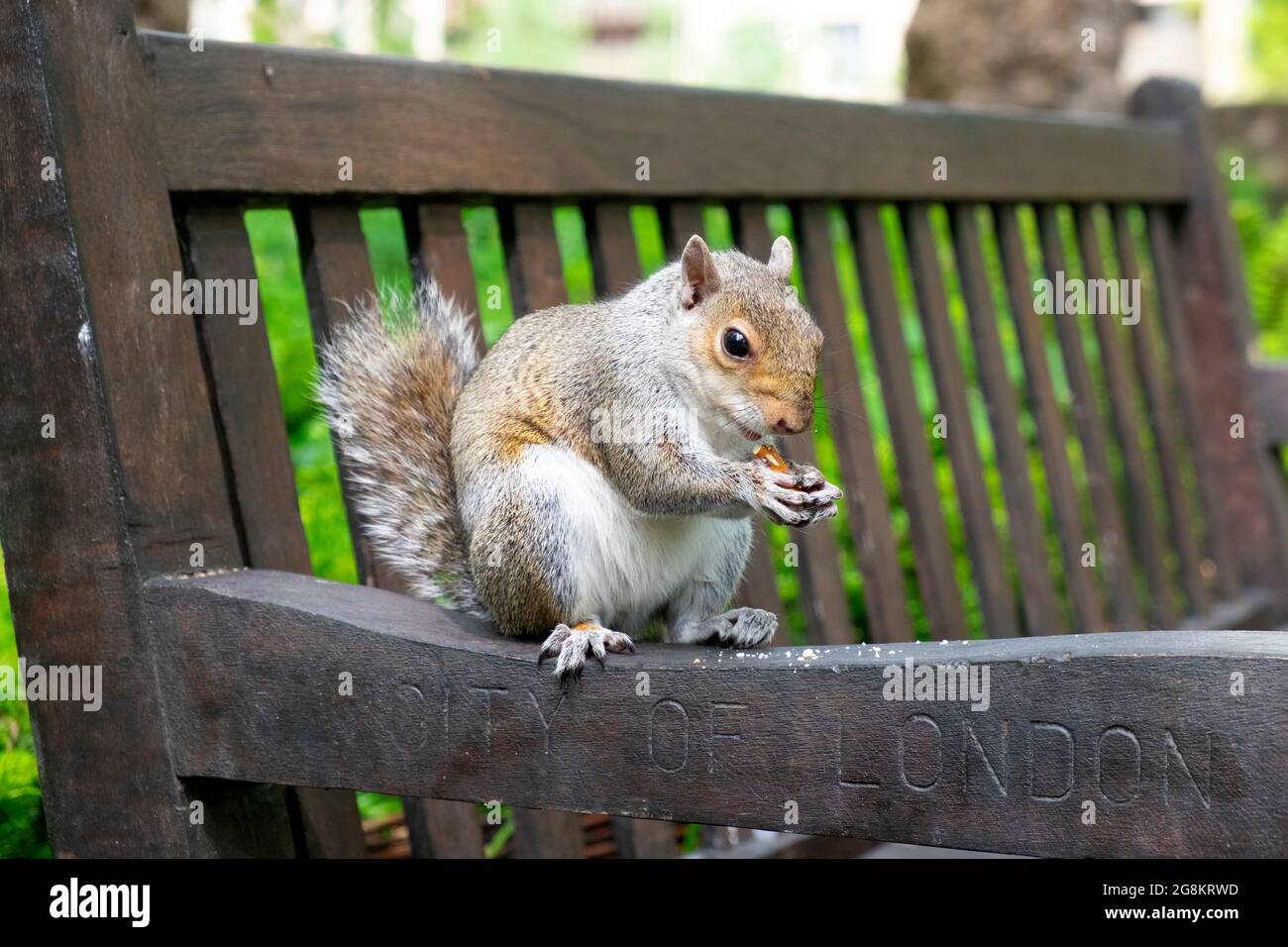 Grey squirrel sitting on a City of London park bench eating a nut in ...