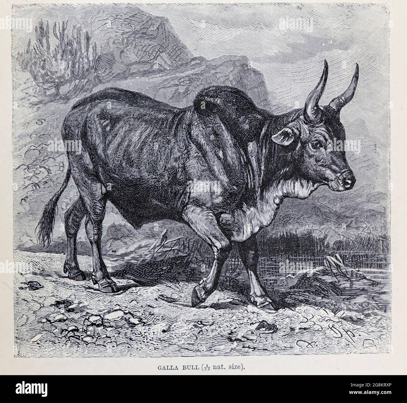 Galla ox hi-res stock photography and images - Alamy