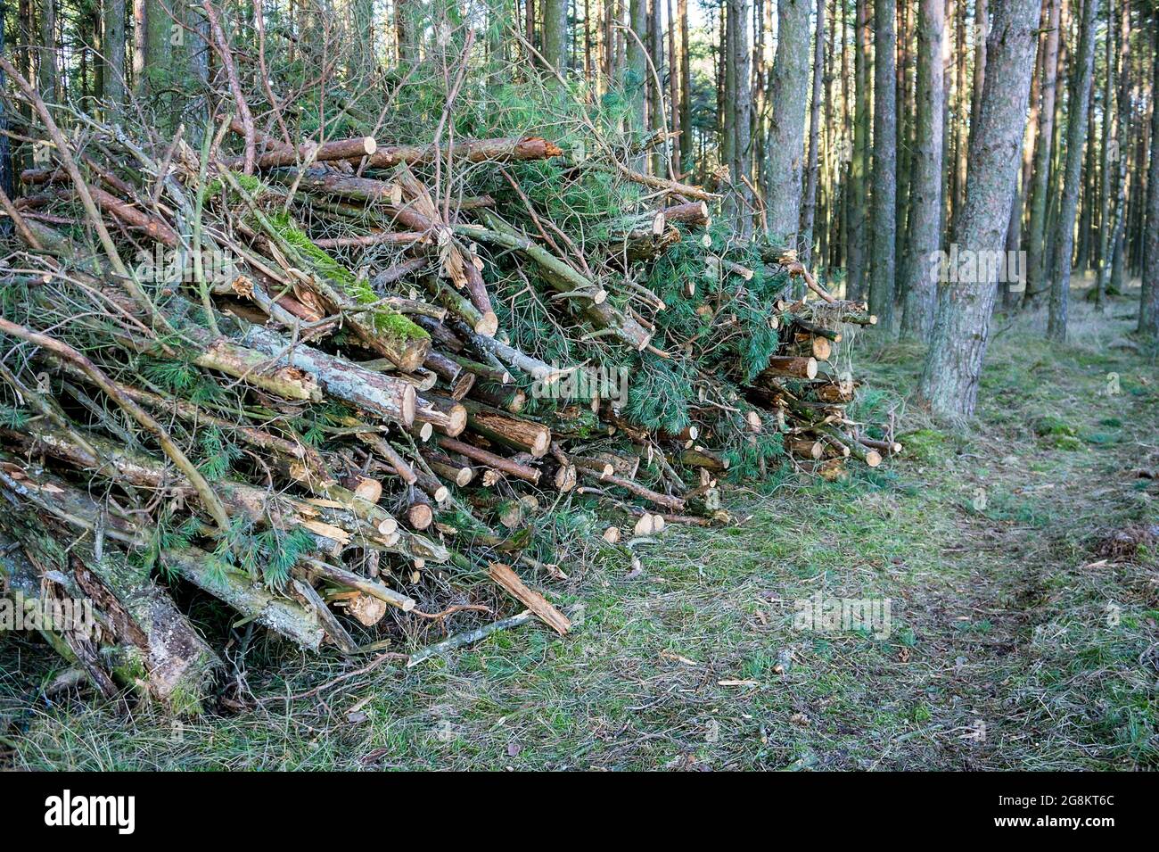 Cutting down trees. Logging. Trunks of felled trees. Deforestation ...